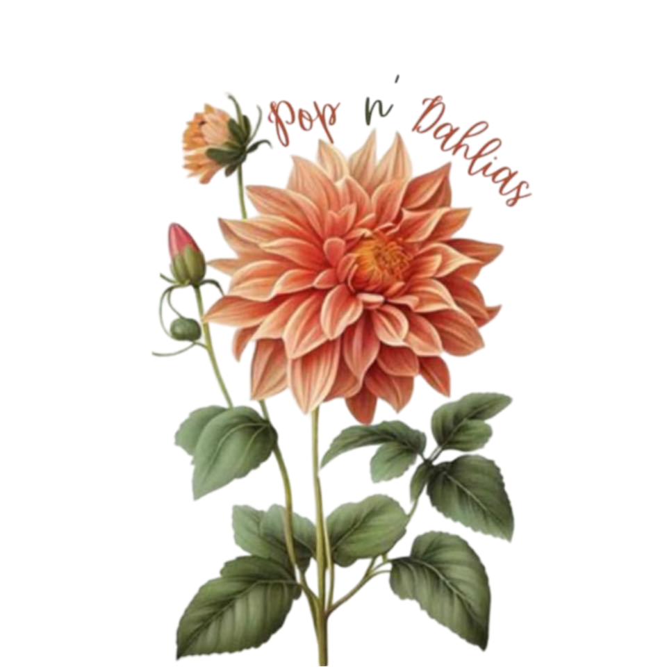 Molly Raven Rooted Cutting – Hearts Poppin Dahlia Farm